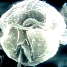 Pfiesteria Update: An Enduring Debate